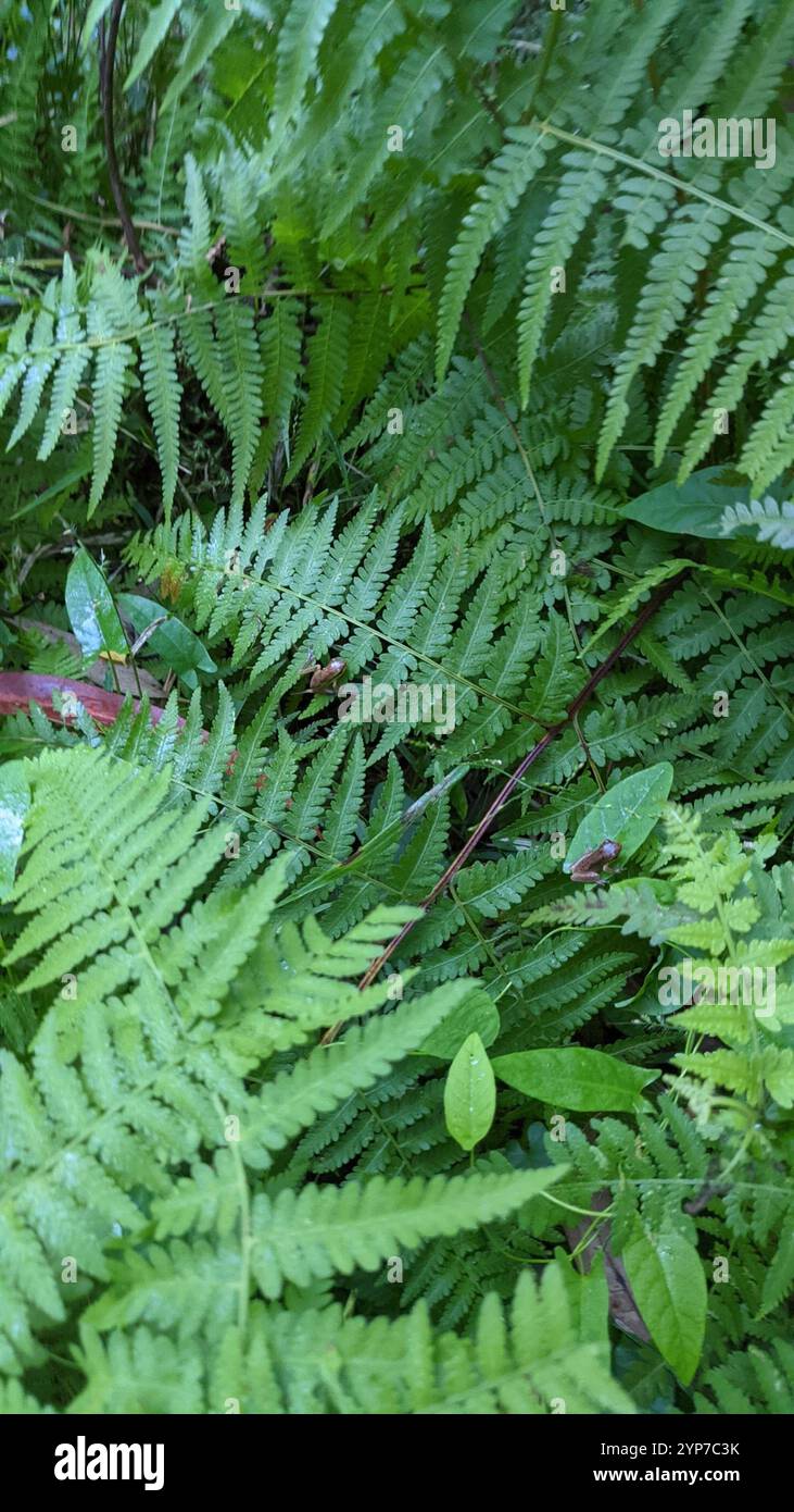 Eastern Dwarf Tree Frog (Litoria fallax Stock Photo - Alamy