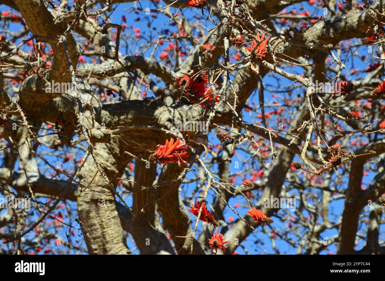 Green Cape White-eye (Zosterops virens virens Stock Photo - Alamy