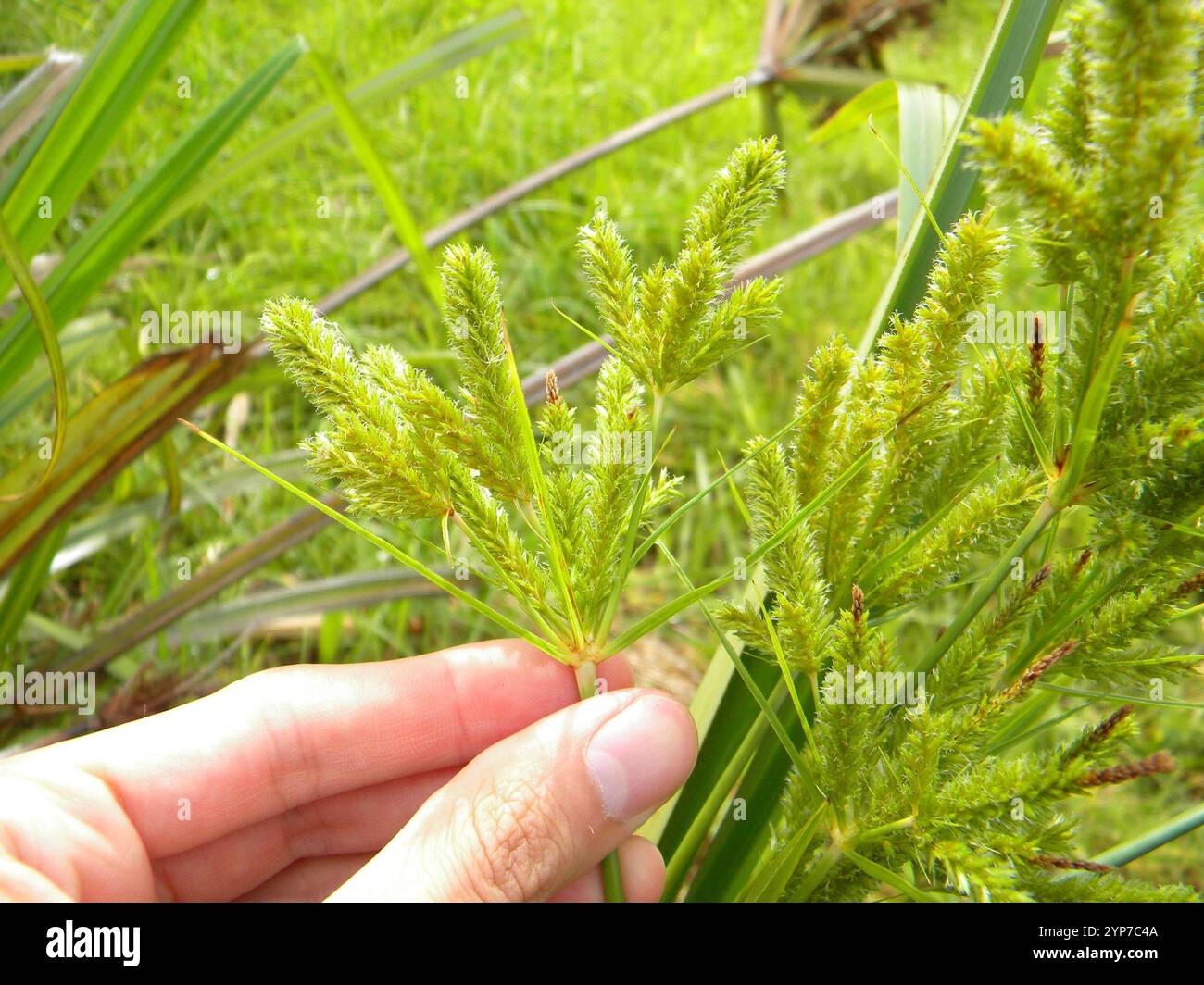 Fig Sedge (Cyperus dives Stock Photo - Alamy