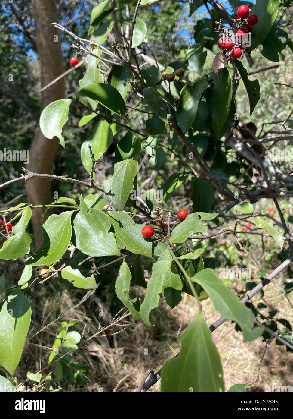 Strychnine tree hi-res stock photography and images - Alamy