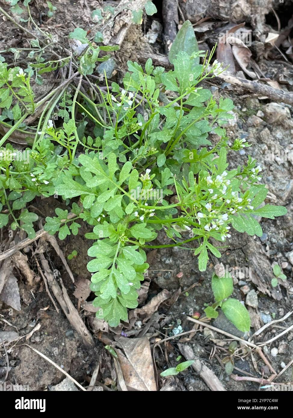 Nursery bittercress (Cardamine occulta Stock Photo - Alamy