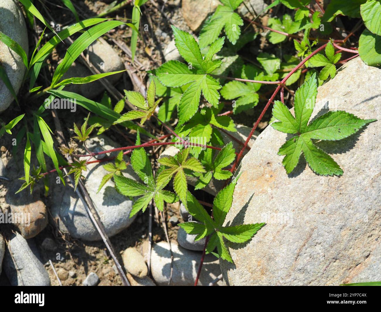 Japanese Hops (Humulus scandens Stock Photo - Alamy