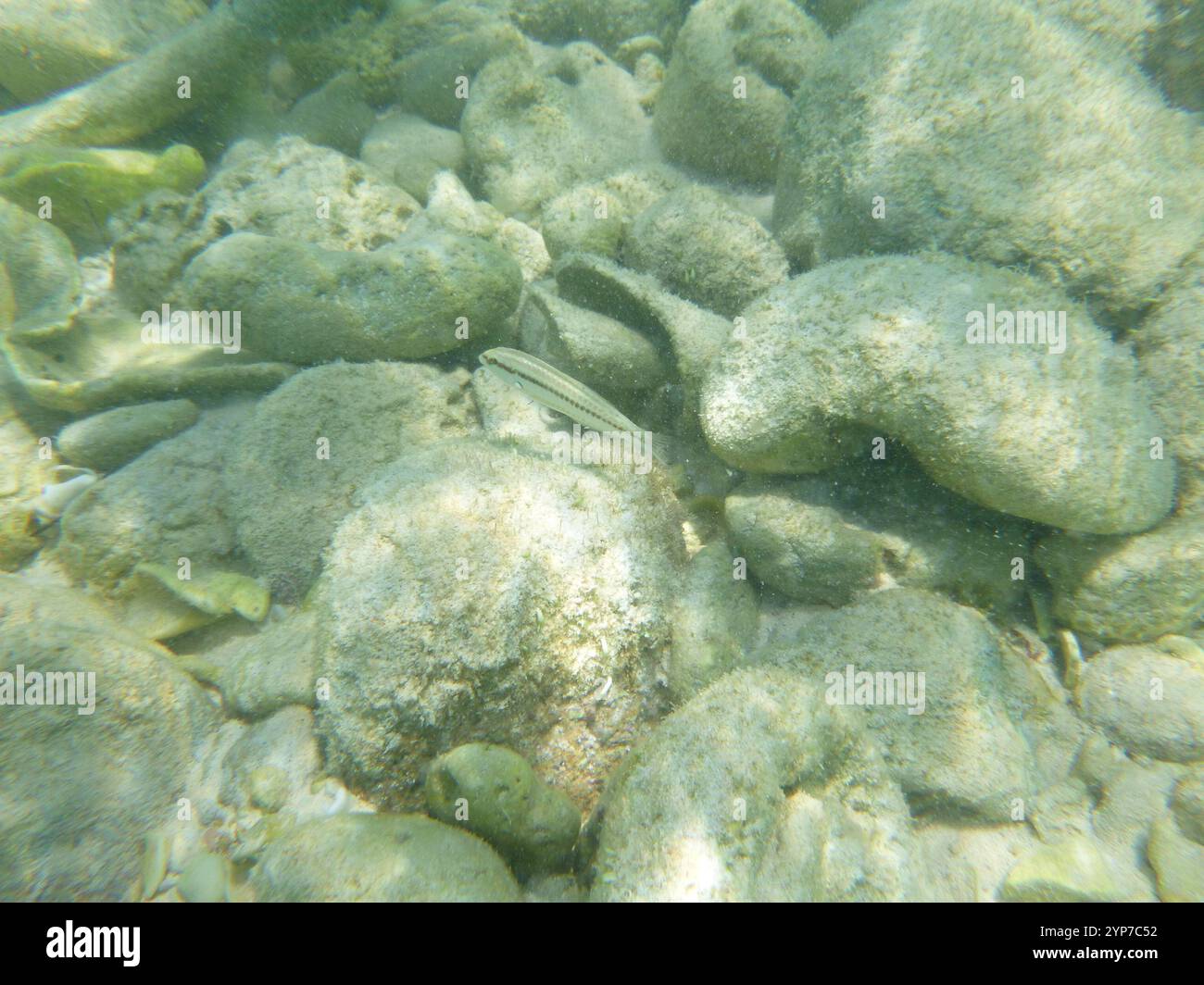 Slippery Dick (Halichoeres bivittatus Stock Photo - Alamy Slippery Dick (Halichoeres bivittatus Stock Photo - Alamy