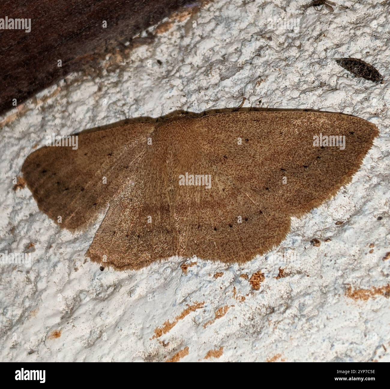 Geometer Moths (Geometridae Stock Photo - Alamy