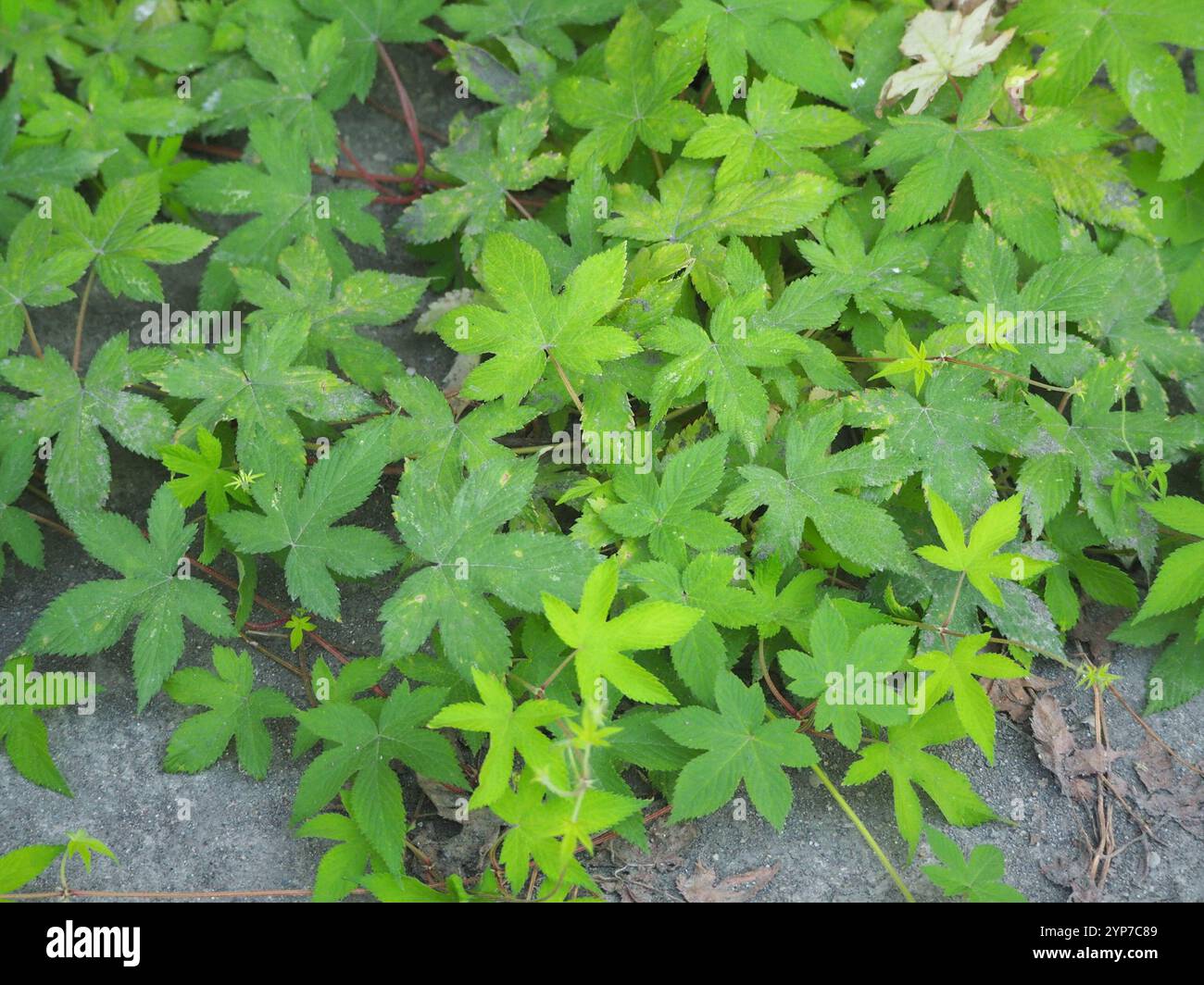 Japanese Hops (Humulus scandens Stock Photo - Alamy