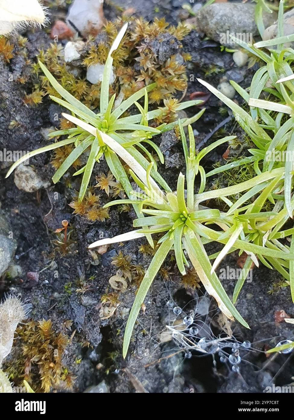 Procumbent Pearlwort (Sagina procumbens Stock Photo - Alamy