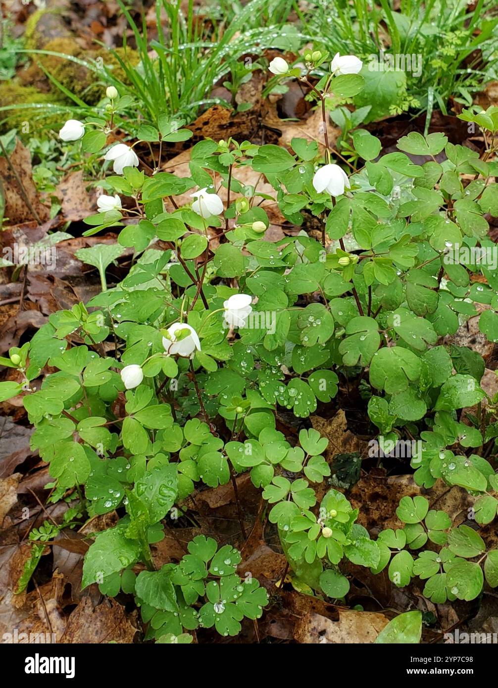false rue anemone (Enemion biternatum Stock Photo - Alamy