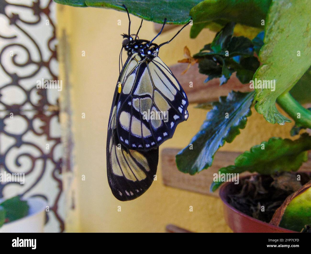 Lycorea ilione hi-res stock photography and images - Alamy