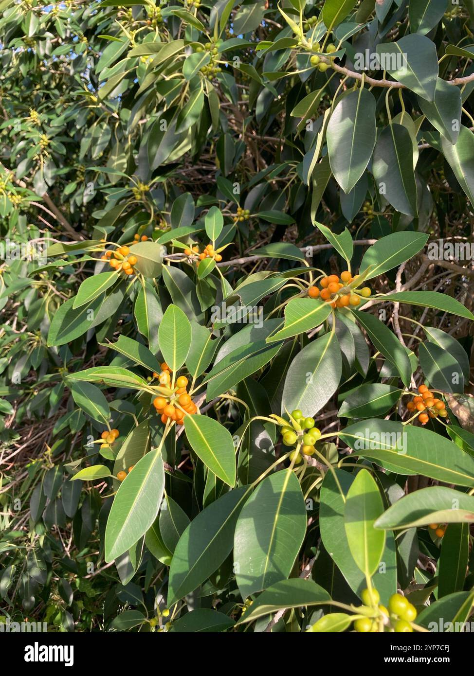 Port Jackson fig (Ficus rubiginosa Stock Photo - Alamy