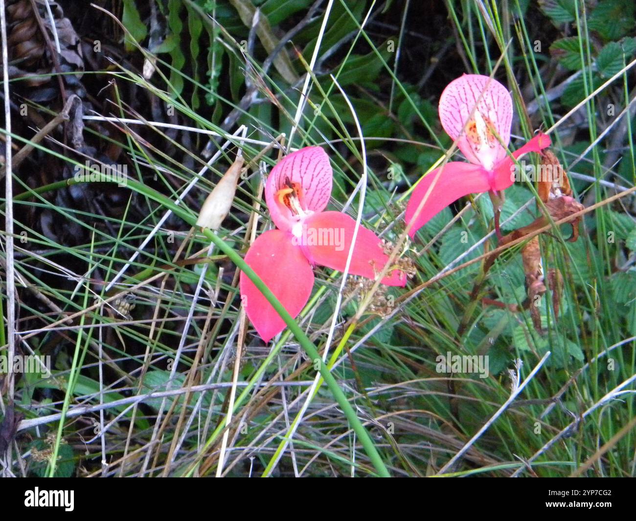 red disa (Disa uniflora Stock Photo - Alamy