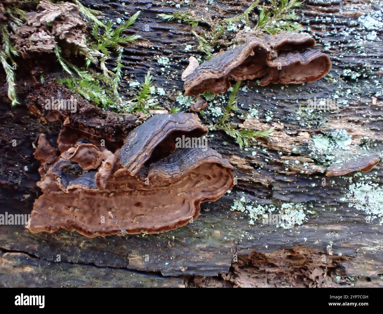 Oak curtain crust fungus hi-res stock photography and images - Alamy