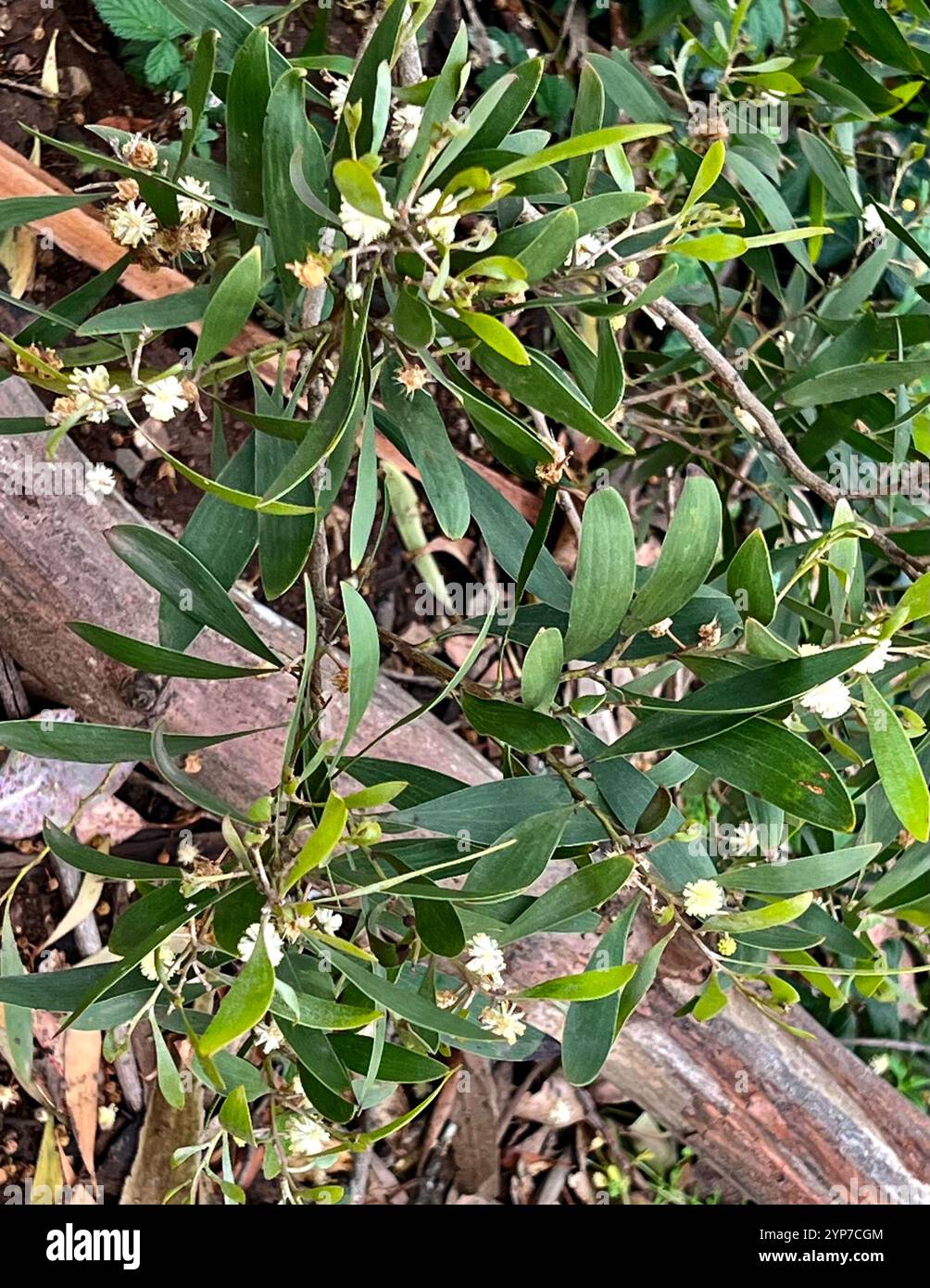 blackwood (Acacia melanoxylon Stock Photo - Alamy