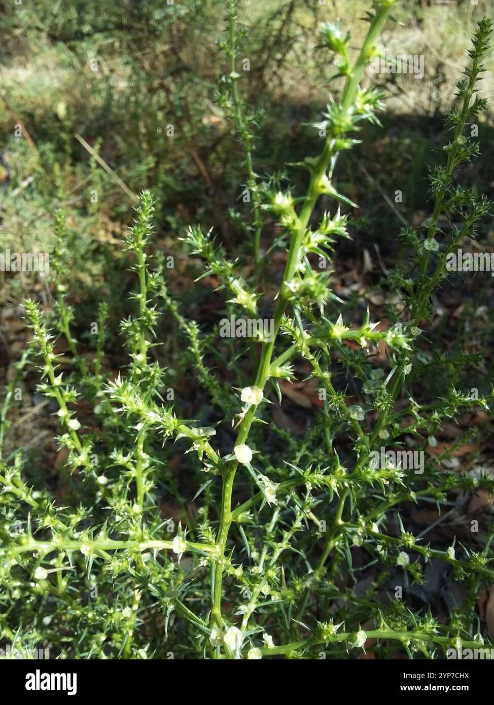 Southern Russian Thistle (Salsola australis Stock Photo - Alamy