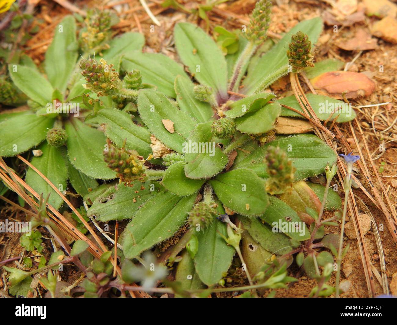 dwarf plantain (Plantago virginica Stock Photo - Alamy