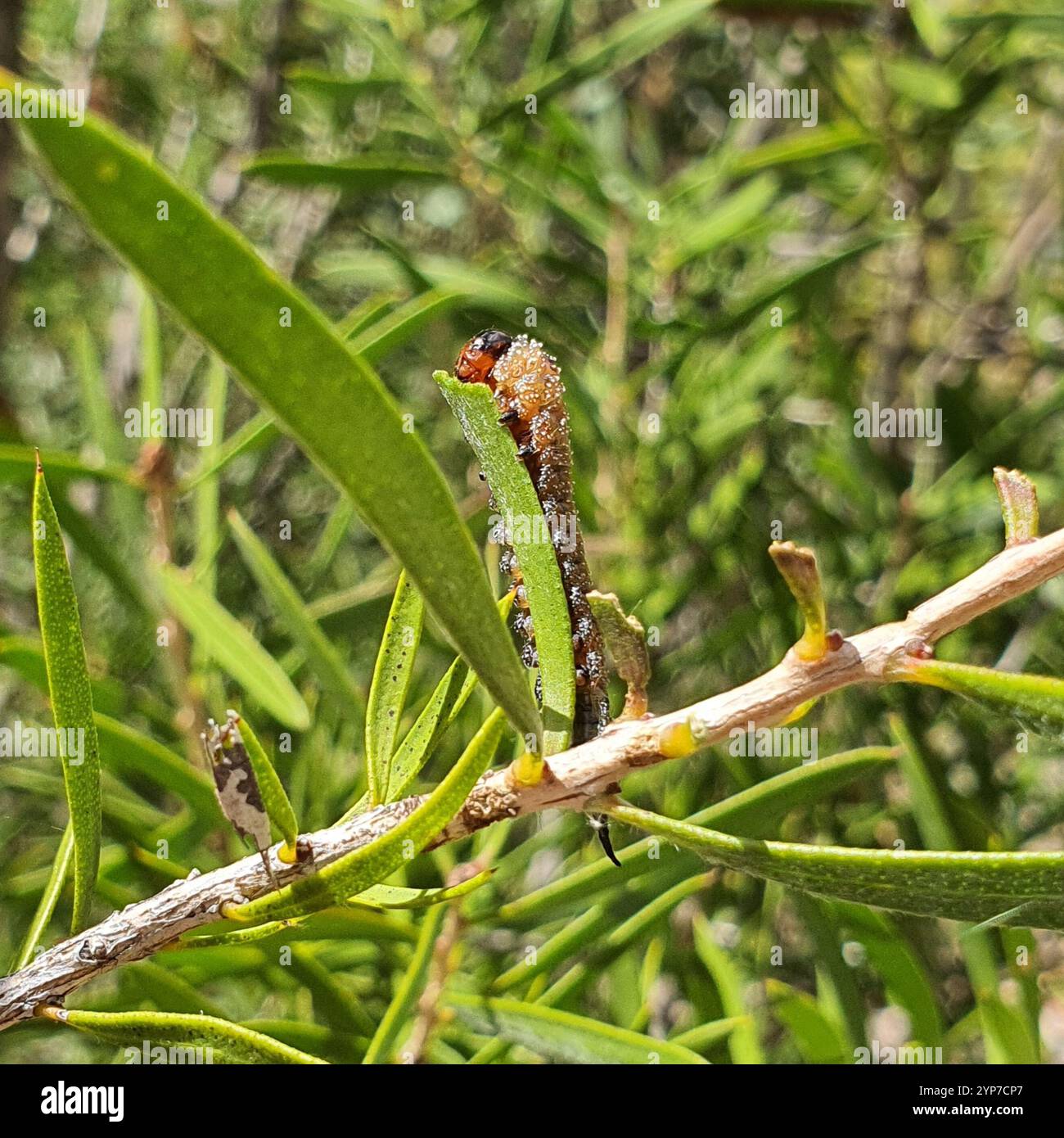 Bottlebrush Sawfly (Pterygophorus cinctus Stock Photo - Alamy