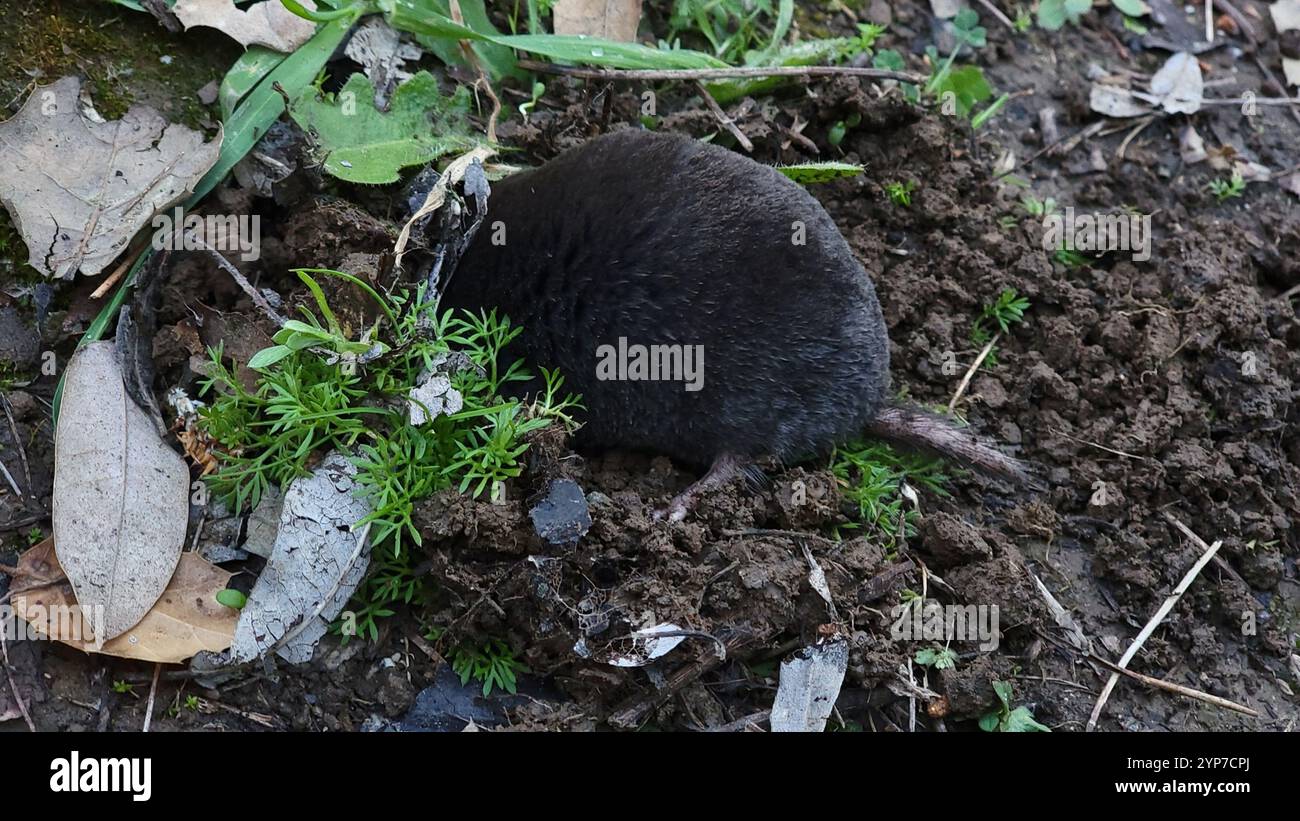 Broad-footed Mole (Scapanus latimanus Stock Photo - Alamy