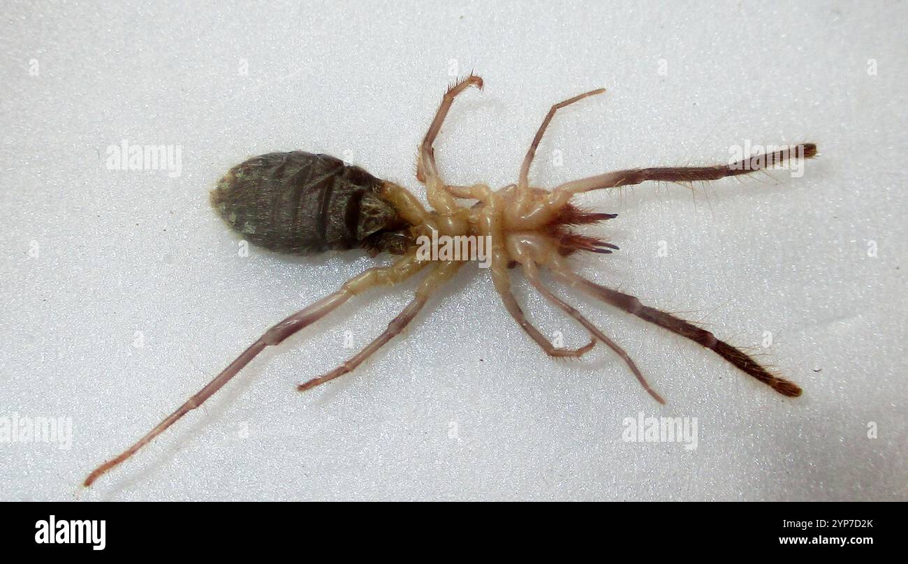 Solifuges hi-res stock photography and images - Alamy