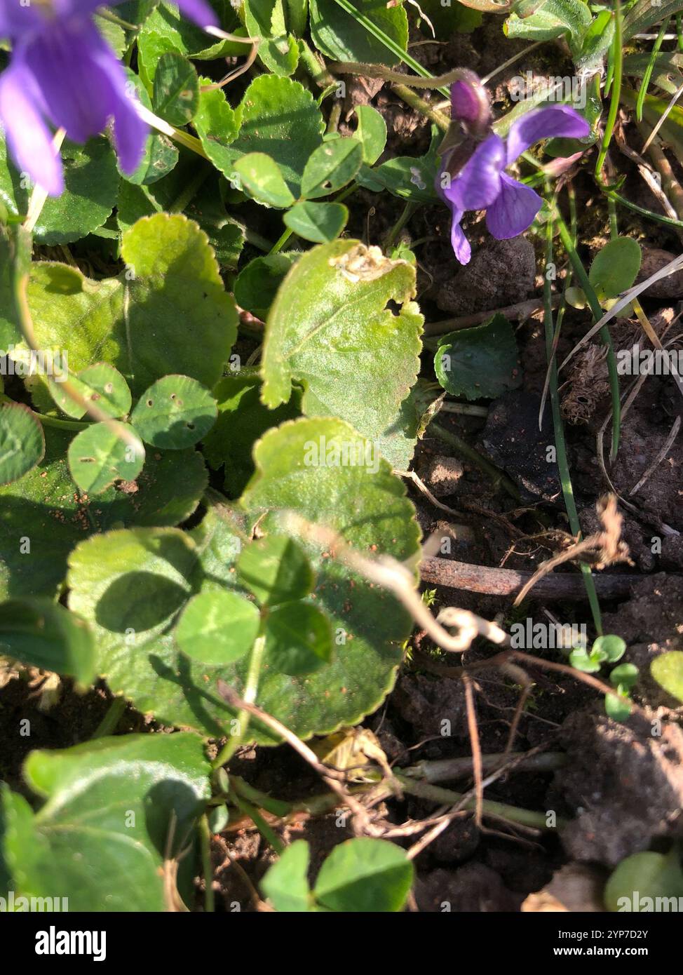 Sweet violet (Viola odorata Stock Photo - Alamy