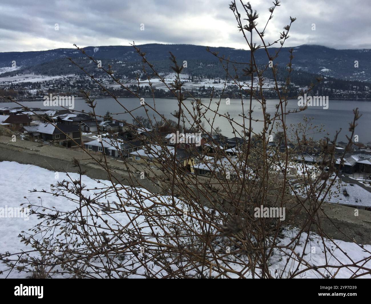 Rush Skeletonweed (Chondrilla juncea Stock Photo - Alamy