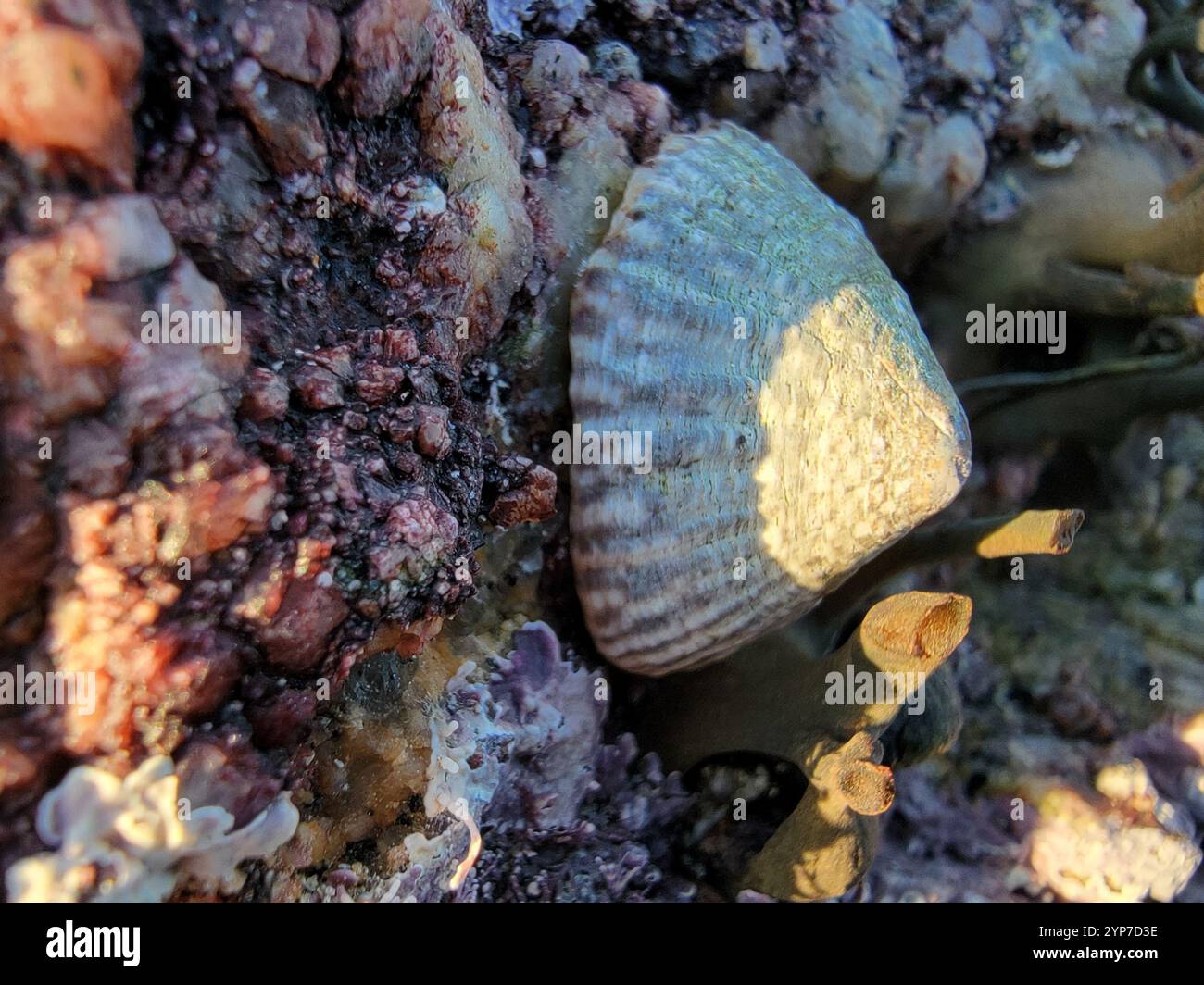 True Limpets (Patellogastropoda Stock Photo - Alamy