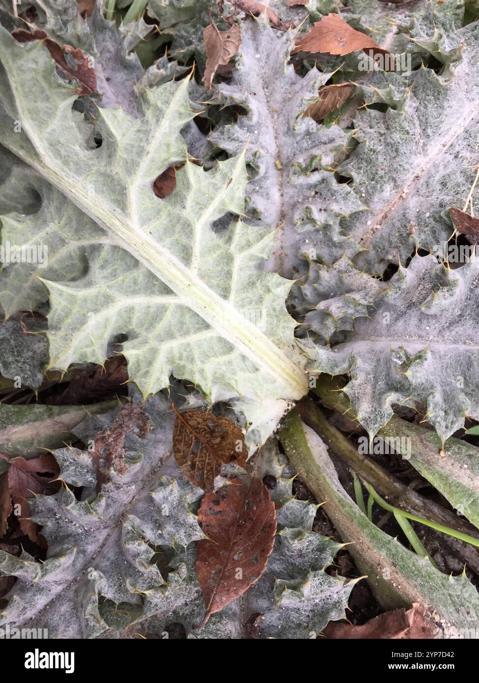 cotton thistle (Onopordum acanthium Stock Photo - Alamy