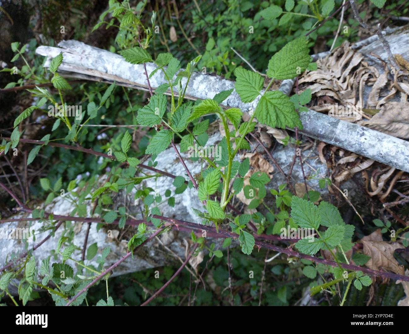 whitebark raspberry (Rubus leucodermis Stock Photo - Alamy