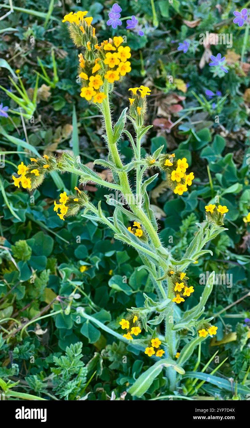 Common Fiddleneck (Amsinckia menziesii Stock Photo - Alamy