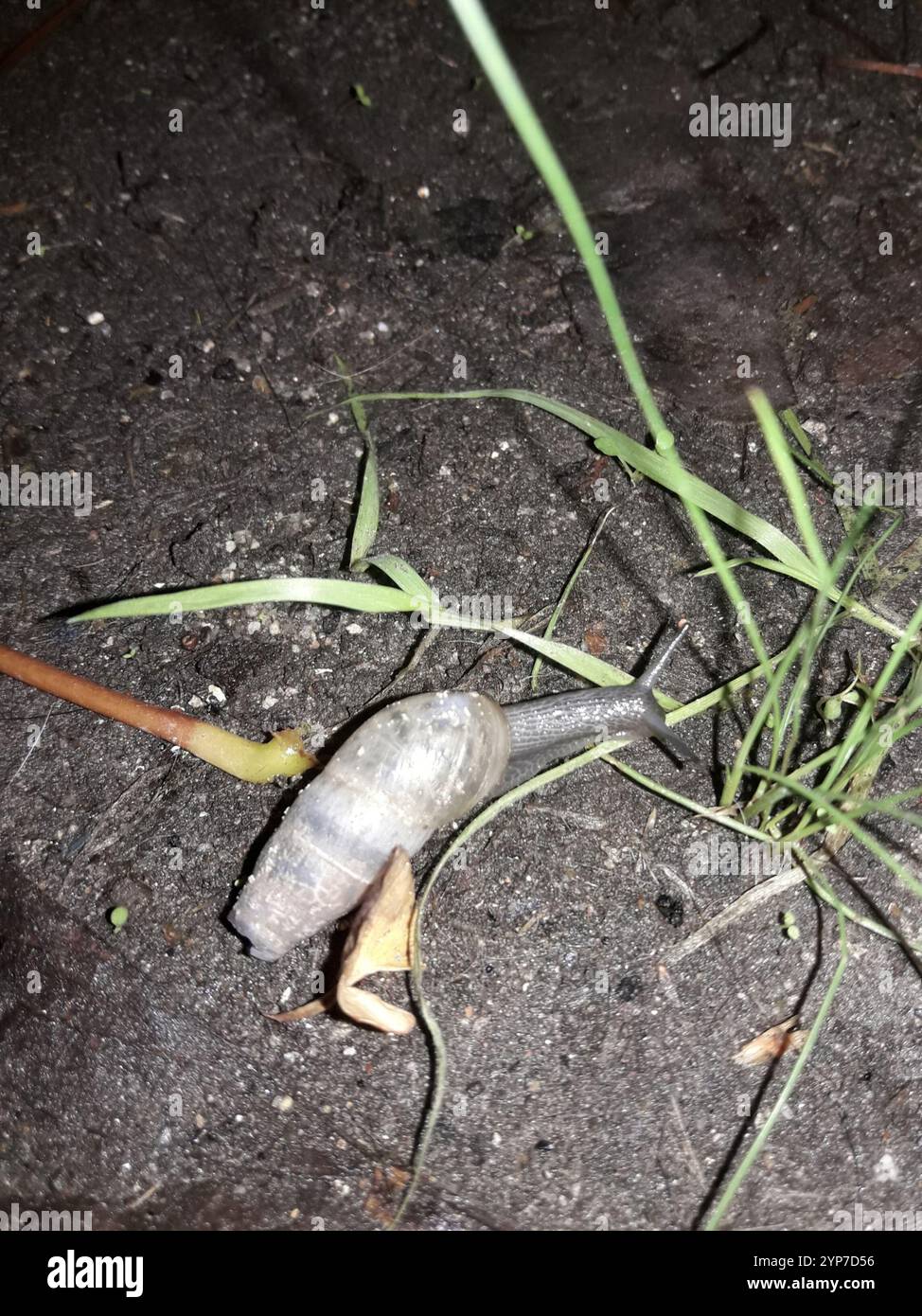 Decollate Snail (Rumina decollata Stock Photo - Alamy