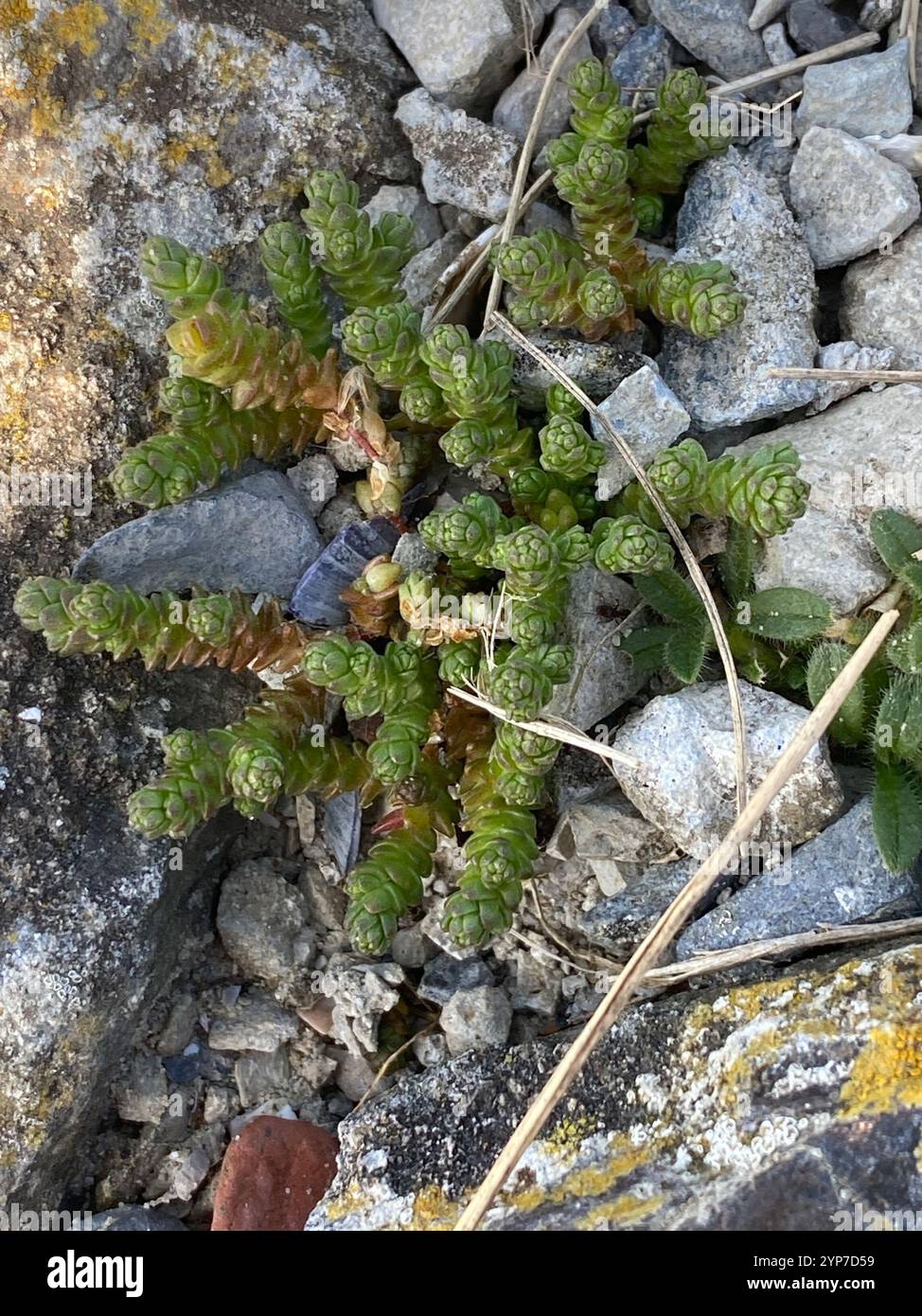 Biting Stonecrop (Sedum acre Stock Photo - Alamy
