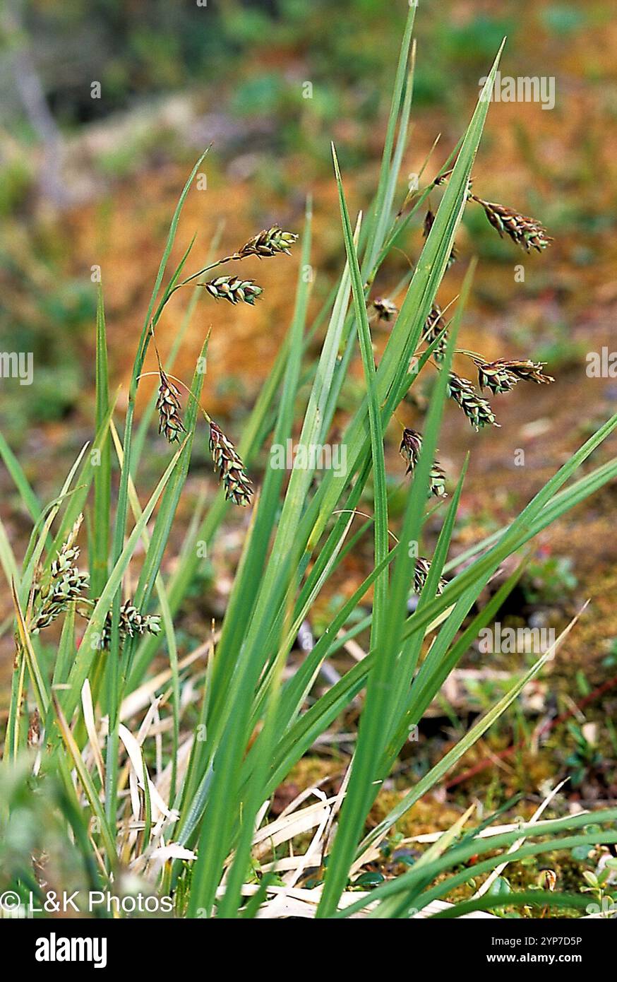 Tall Bog-sedge (Carex magellanica Stock Photo - Alamy