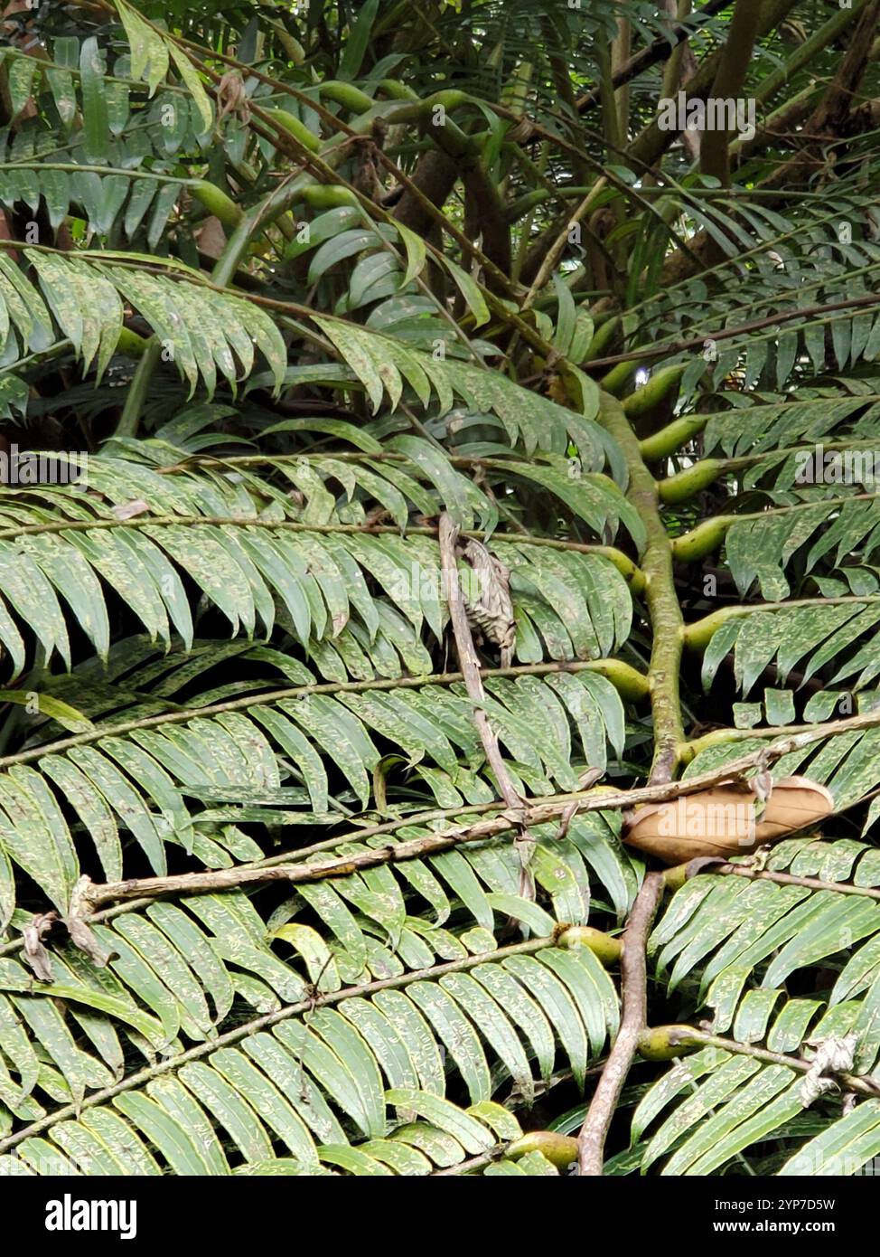 king fern (Angiopteris evecta Stock Photo - Alamy