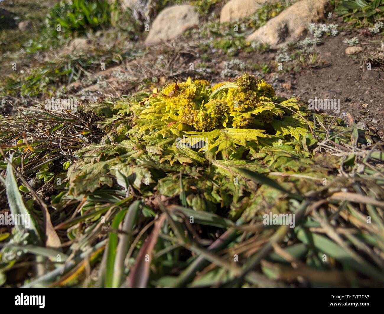 Footsteps of spring (Sanicula arctopoides Stock Photo - Alamy