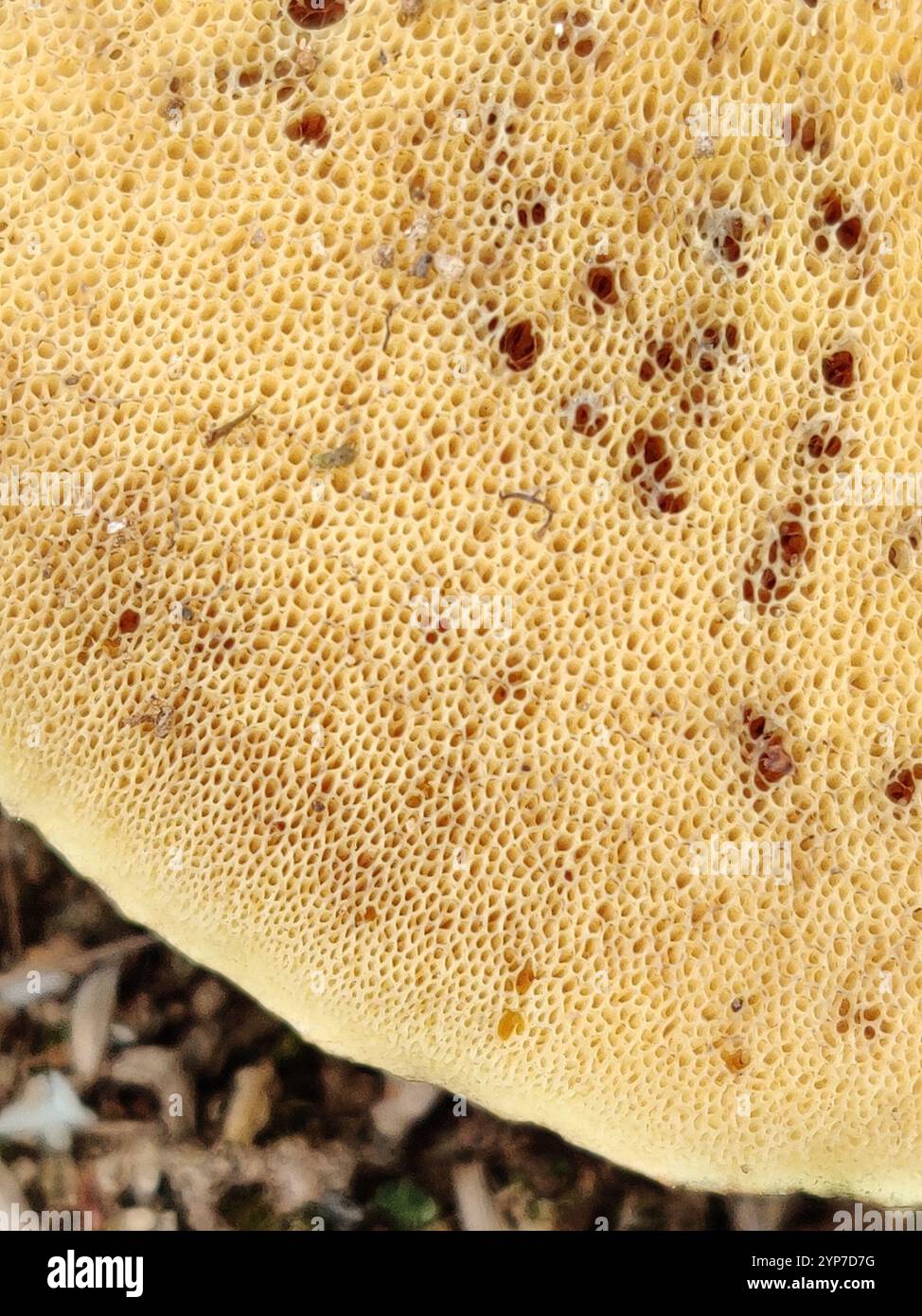 Purple-veiled Slippery Jack (Suillus luteus Stock Photo - Alamy