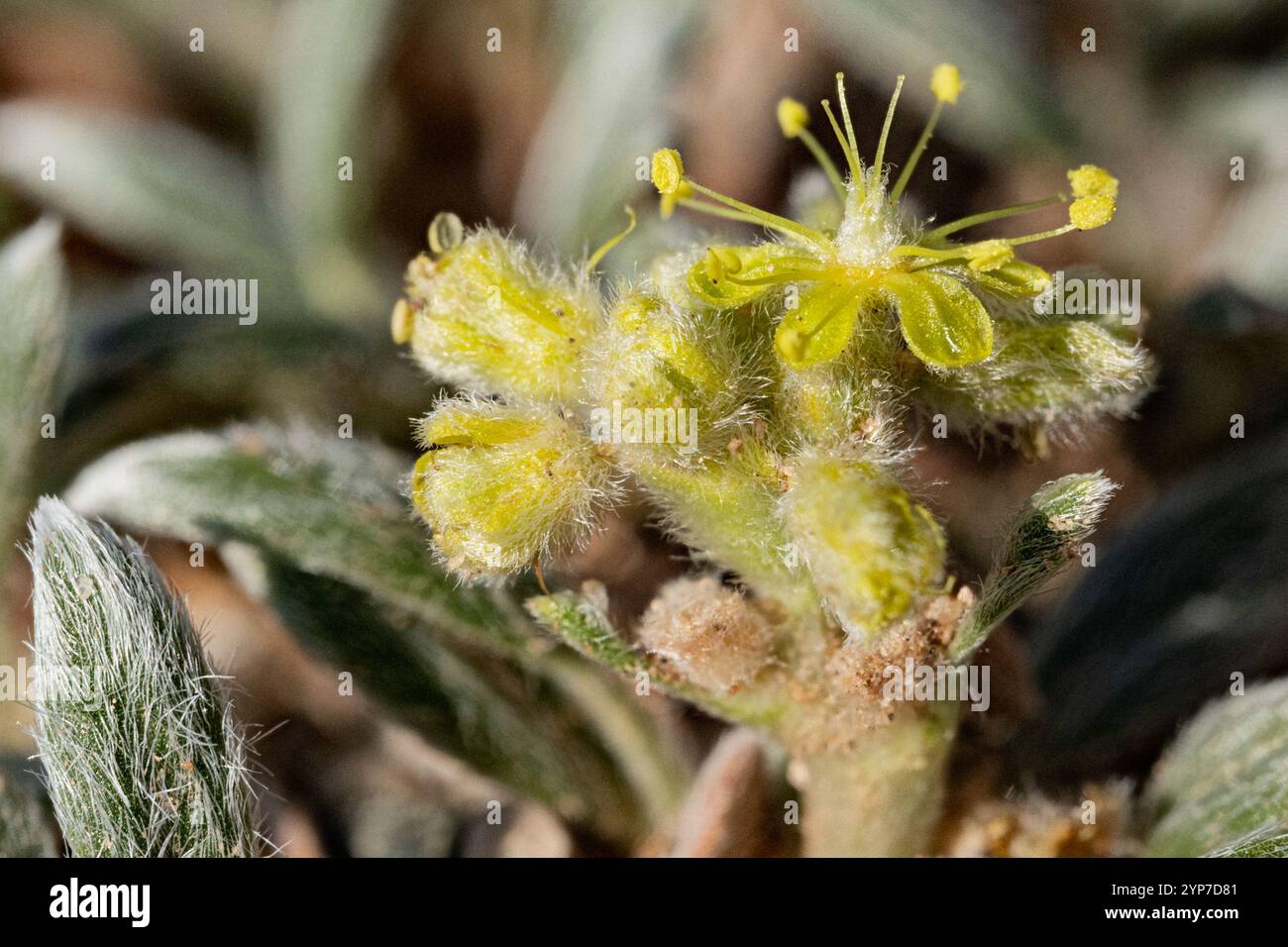 Colobum hi-res stock photography and images - Alamy