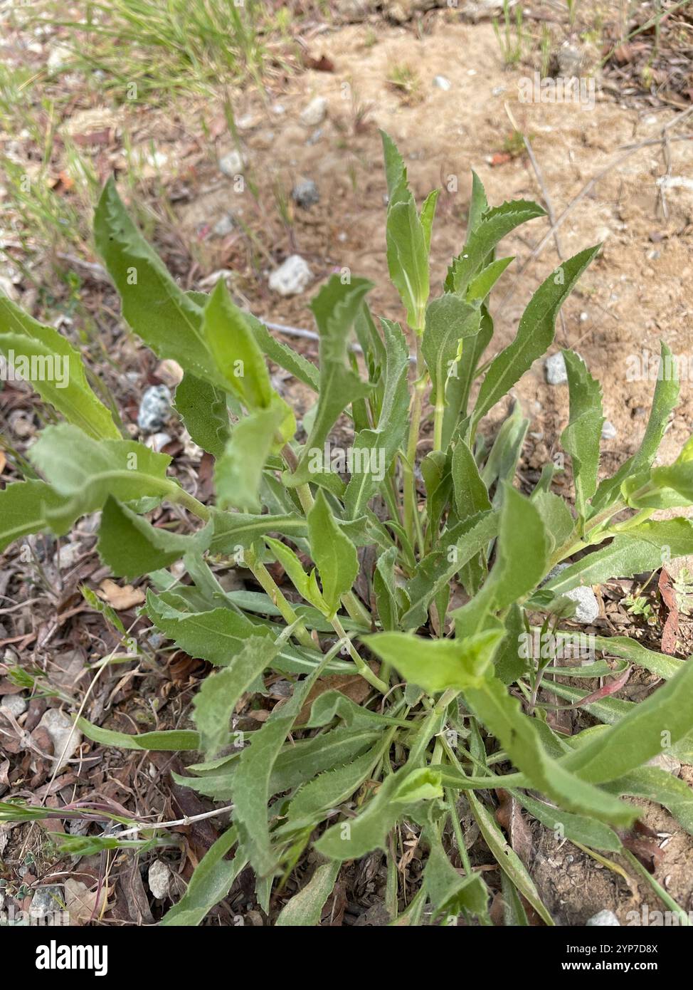 Great Valley gumweed (Grindelia camporum Stock Photo - Alamy