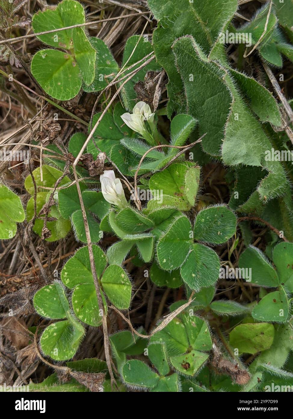 Subterranean Clover (Trifolium subterraneum Stock Photo - Alamy