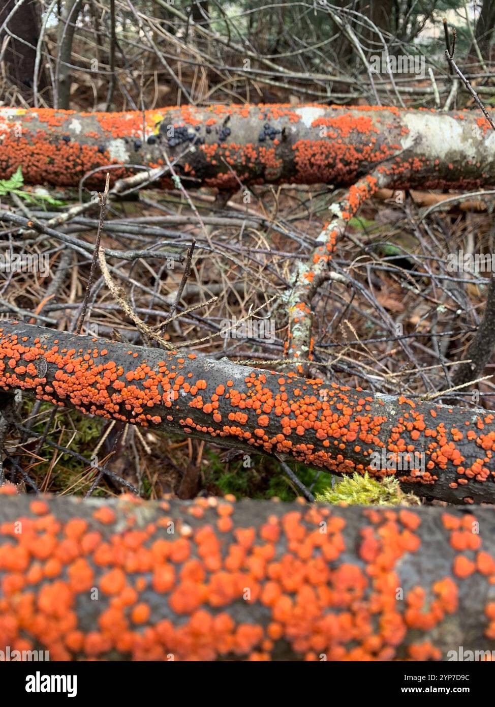Red Tree Brain Fungus (Peniophora rufa Stock Photo - Alamy
