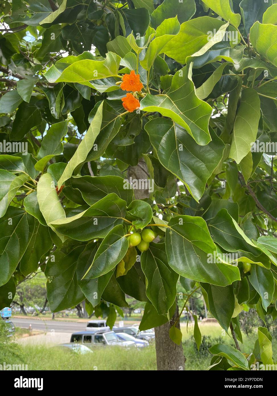 Kerosene Tree (Cordia subcordata Stock Photo - Alamy