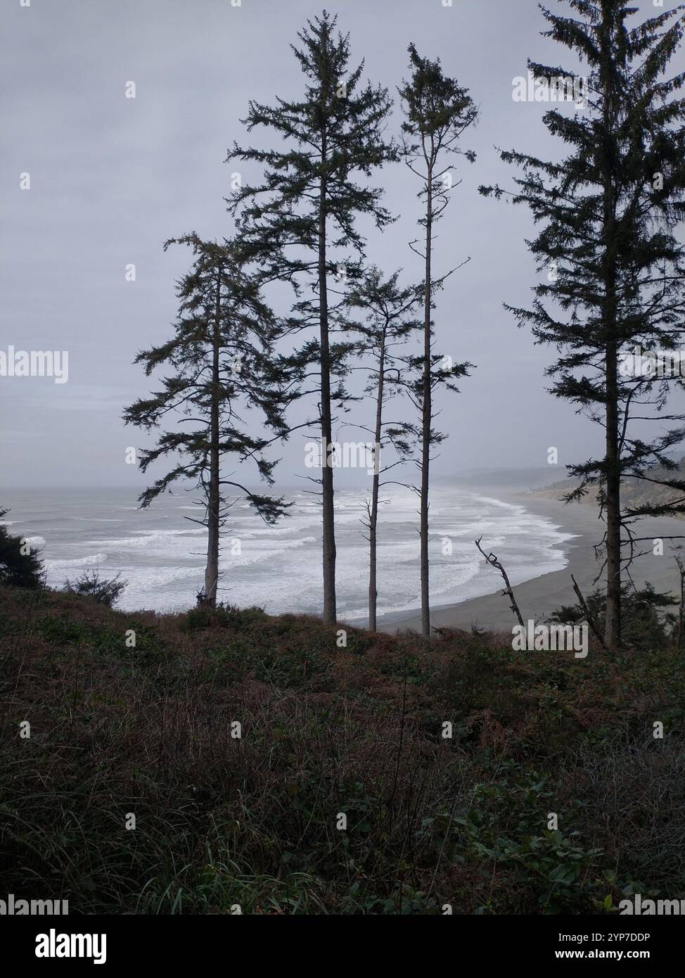 Sitka spruce (Picea sitchensis Stock Photo - Alamy