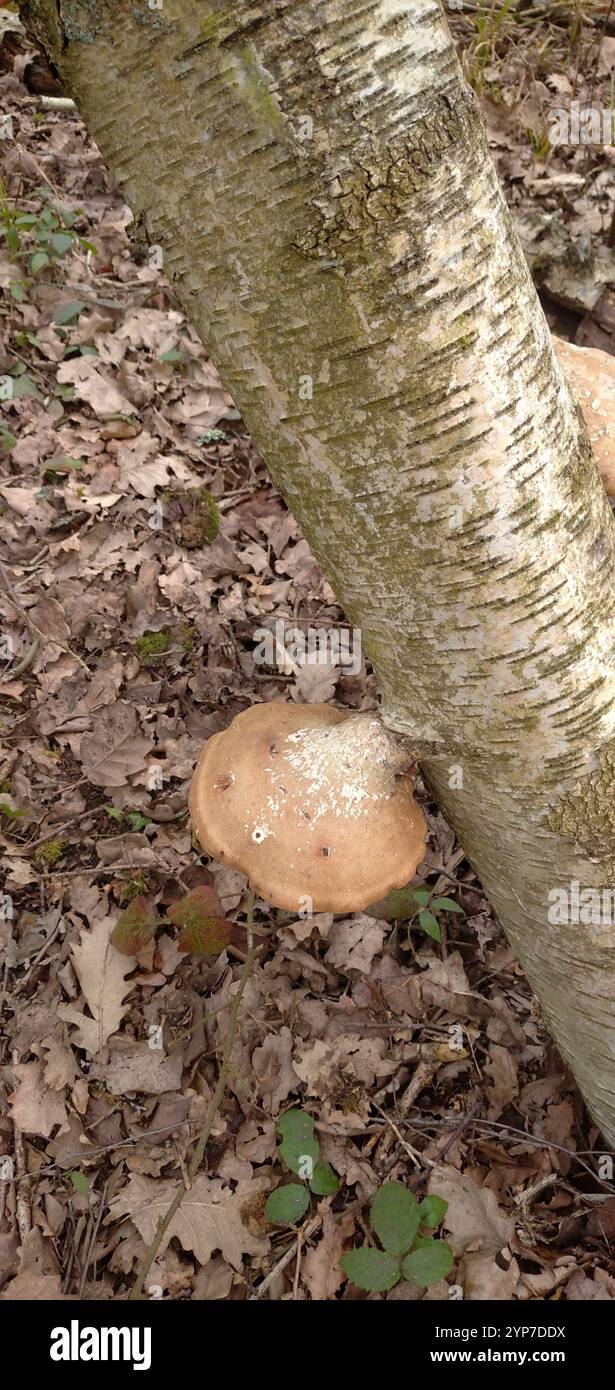birch polypore (Fomitopsis betulina Stock Photo - Alamy