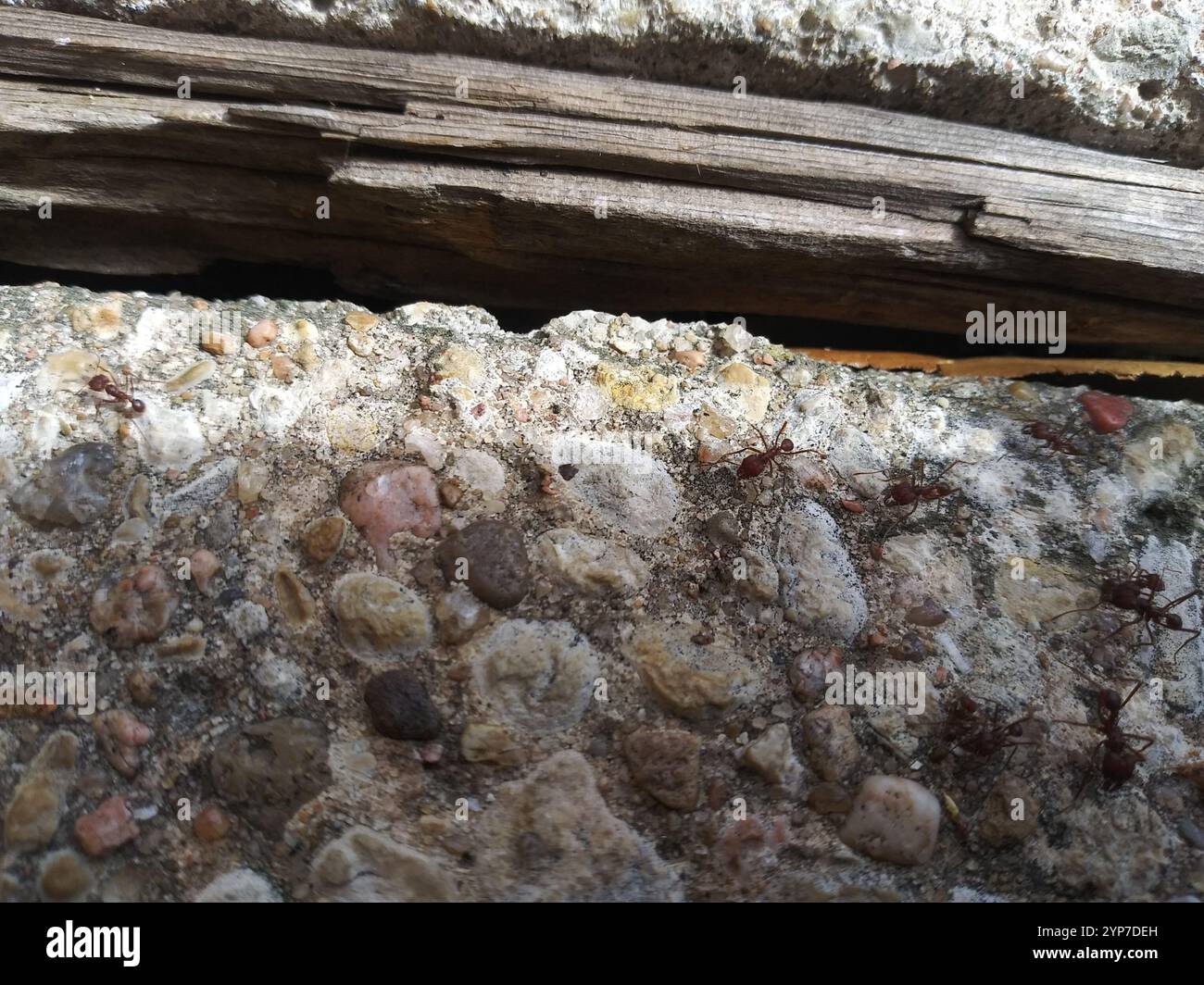 Texas Leafcutter Ant (Atta texana Stock Photo - Alamy