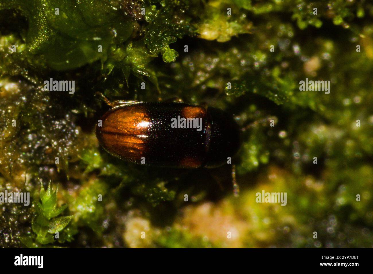 Cucujiform Beetles (Cucujiformia Stock Photo - Alamy