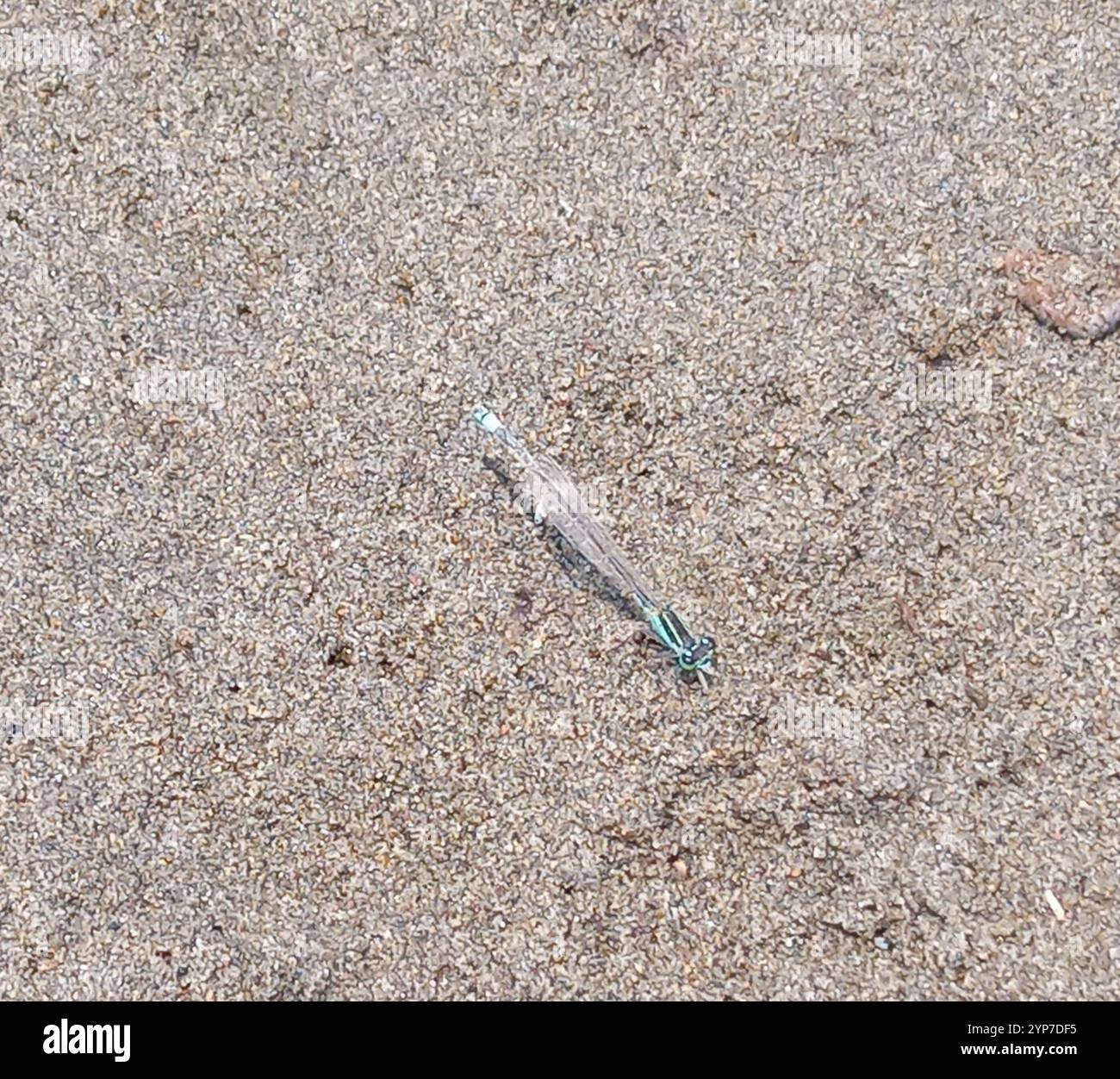 Rambur's Forktail (Ischnura ramburii Stock Photo - Alamy