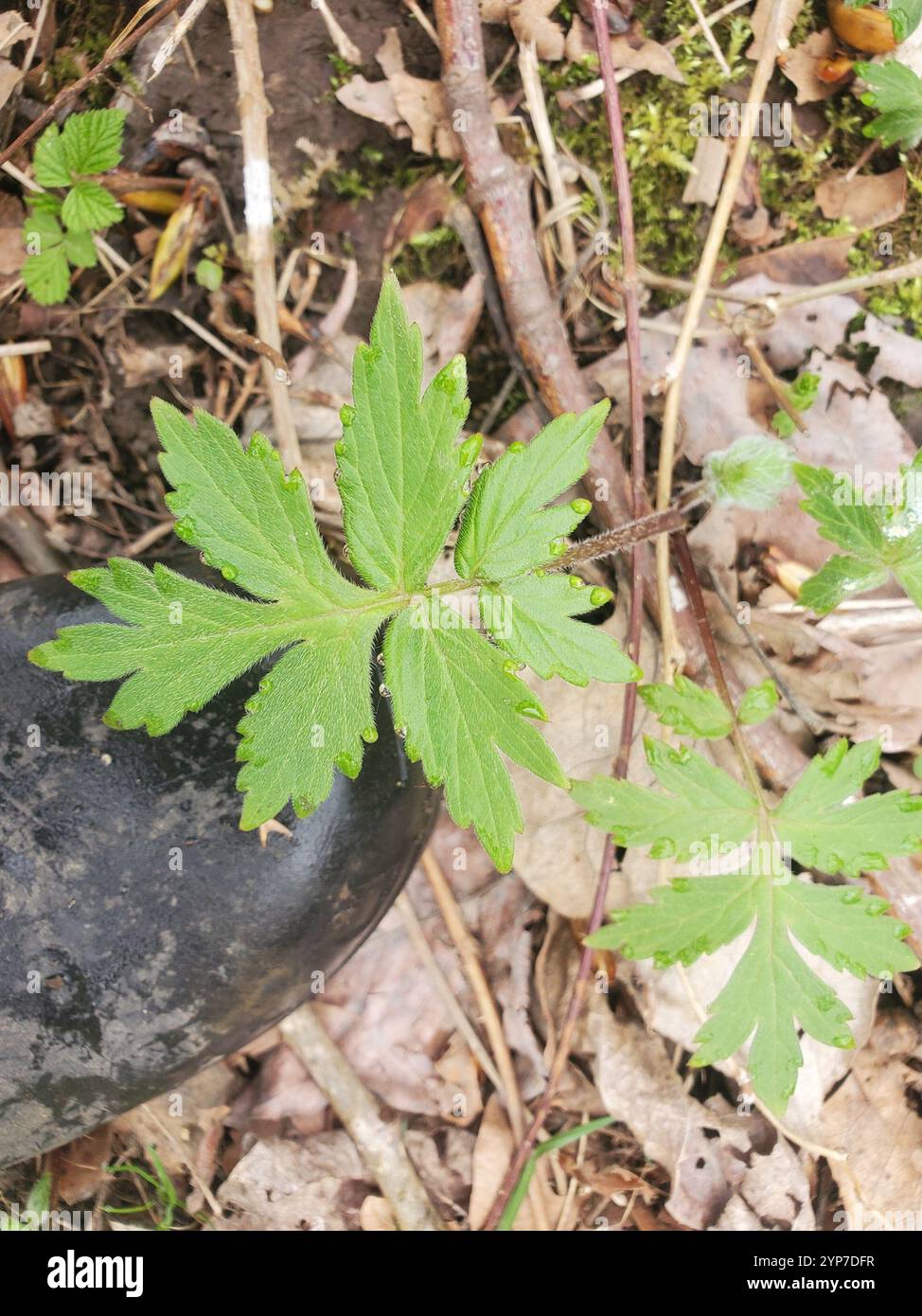 Pacific Waterleaf (Hydrophyllum tenuipes Stock Photo - Alamy