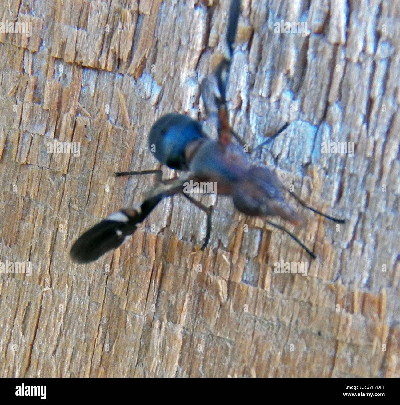Common Picture-winged Fly (Delphinia picta Stock Photo - Alamy