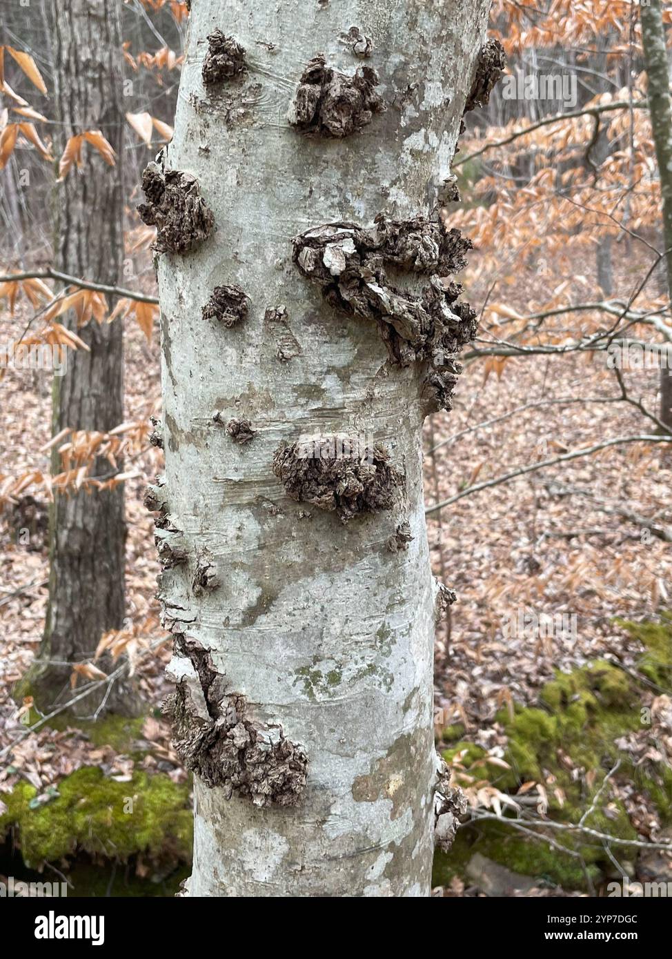 bacterial crown gall (Agrobacterium radiobacter Stock Photo - Alamy