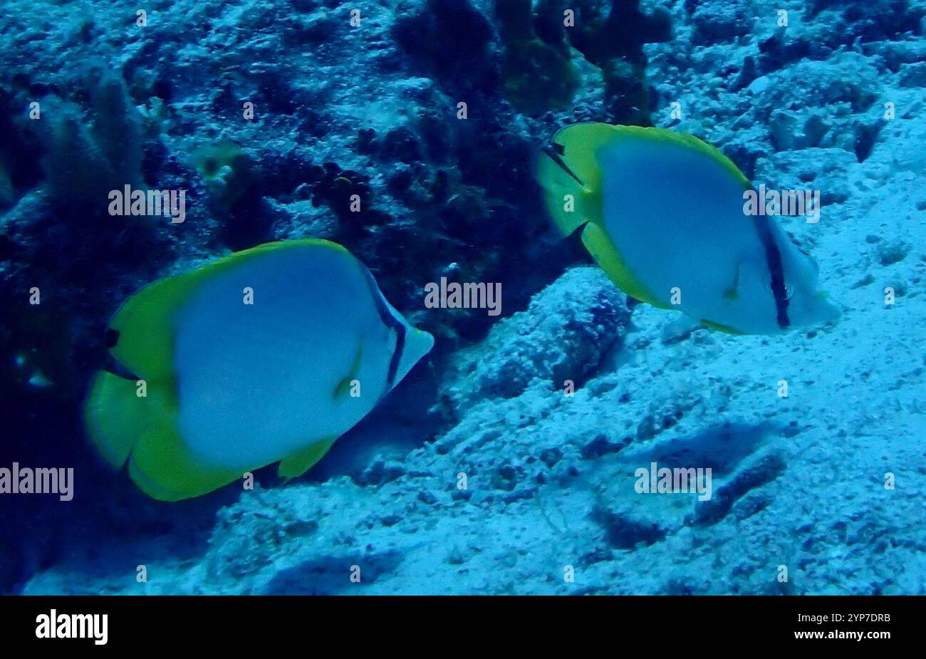 Spotfin Butterflyfish (Chaetodon ocellatus Stock Photo - Alamy