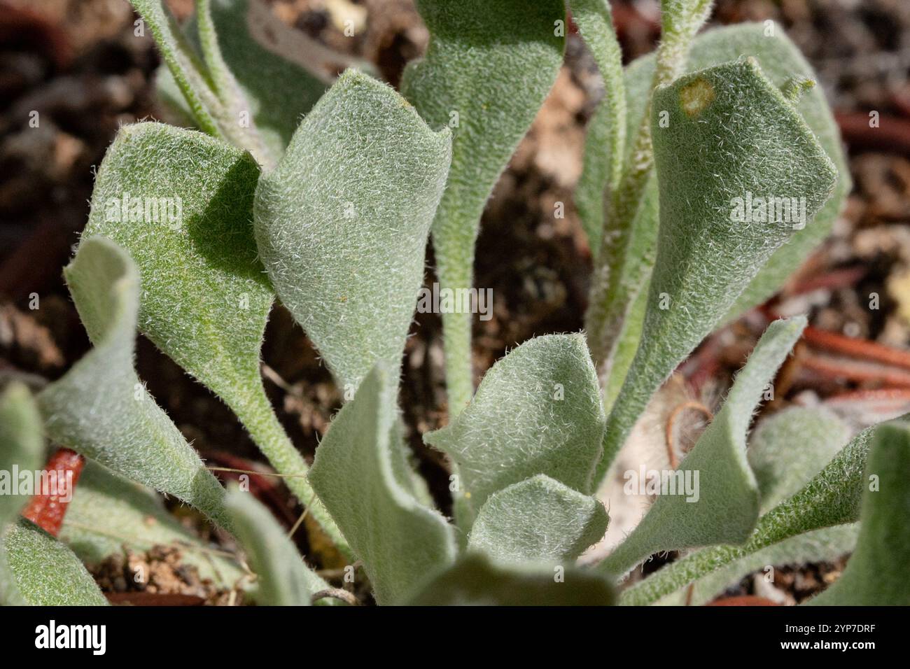 (Physaria didymocarpa lanata Stock Photo - Alamy