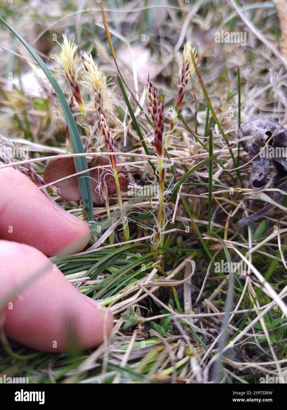 Dwarf Sedge (Carex humilis Stock Photo - Alamy