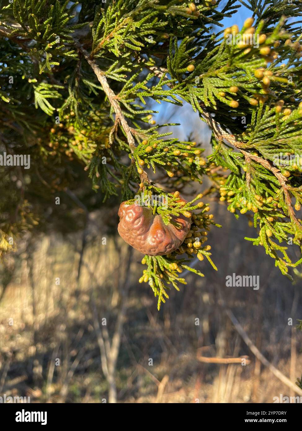 Cedar-apple rust (Gymnosporangium juniperi-virginianae Stock Photo - Alamy